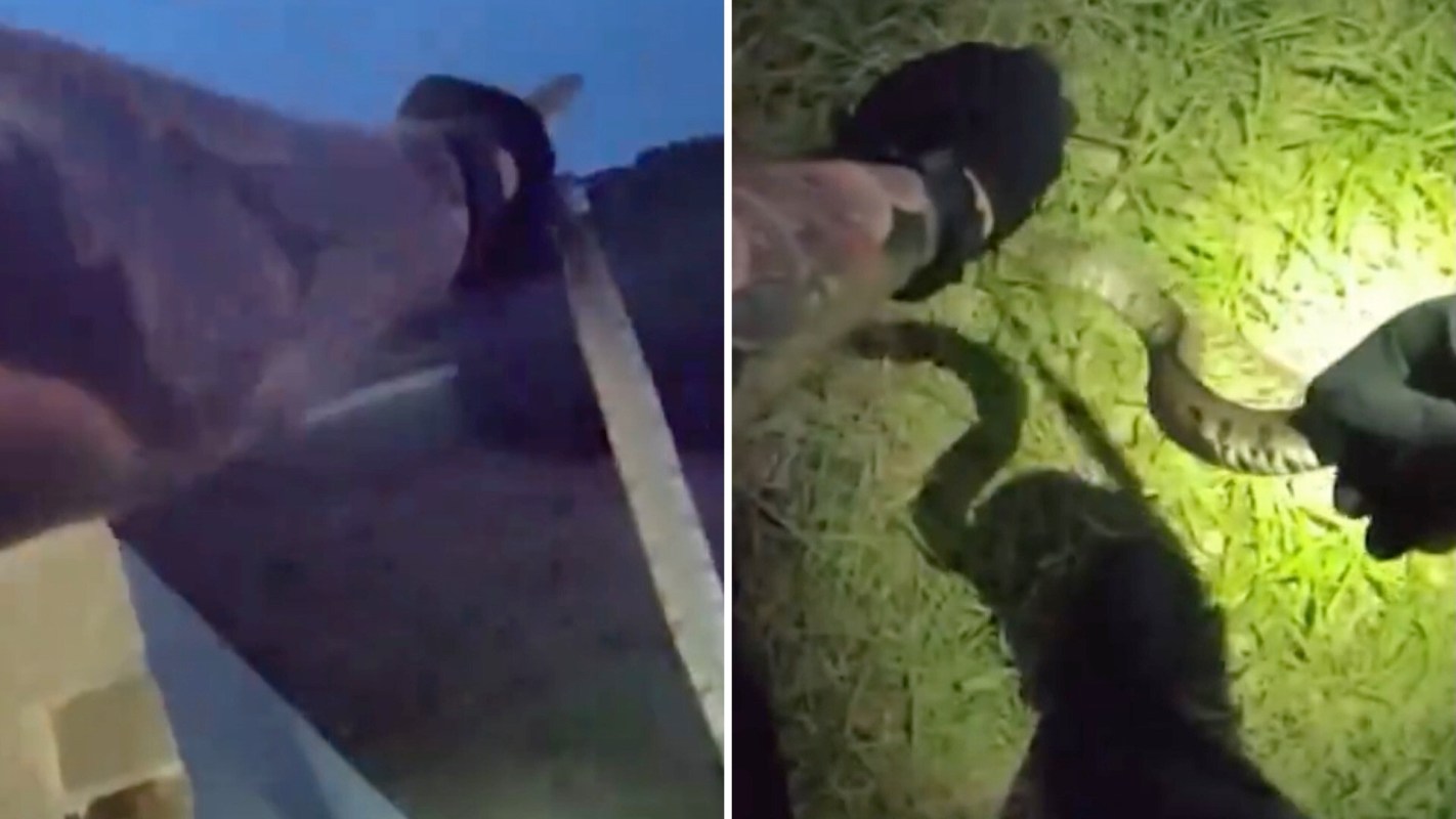 Fulshear officer barehands rat snake in neighborhood where gator calls ...