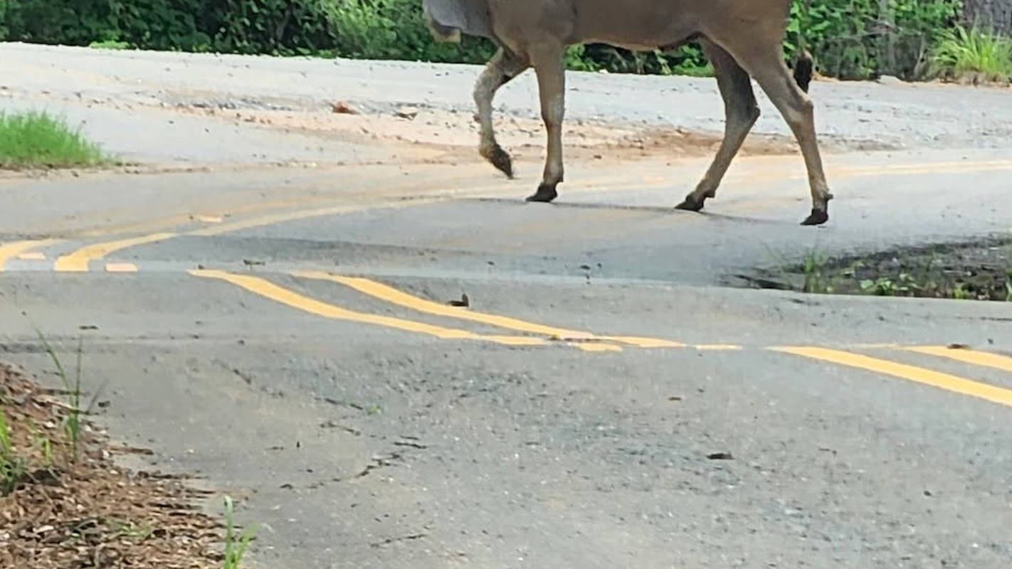 Realtor rounds a curve, spots a 'bull,' and realizes a giant African ...