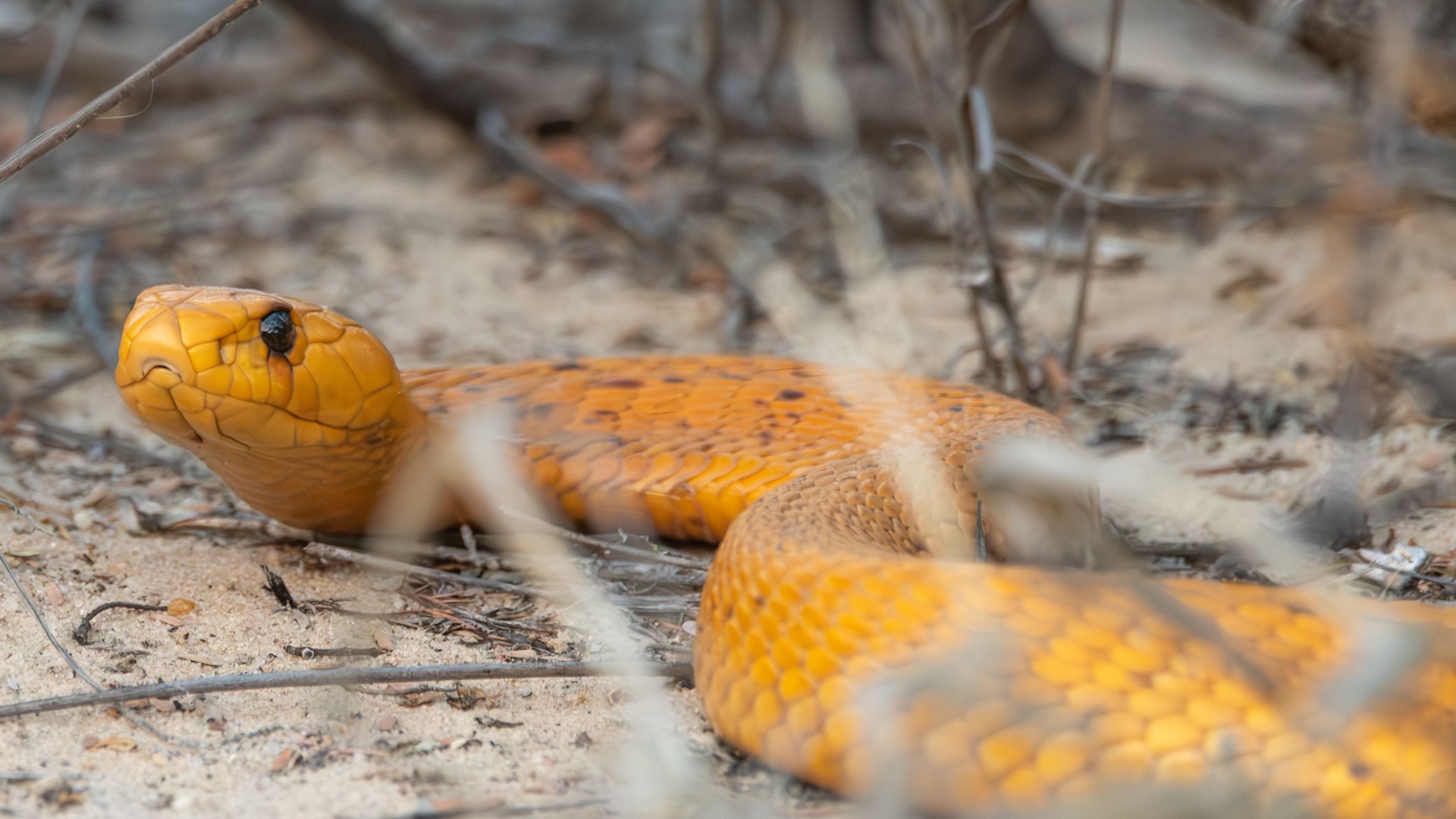Video captures majestic king cobra gliding across remote beach ...