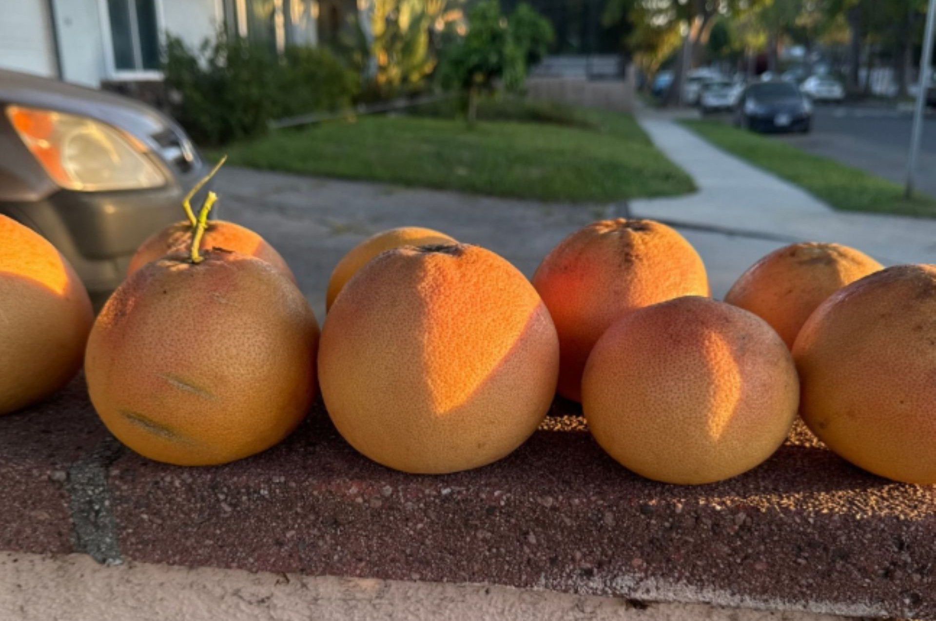 A Los Angeles neighbor had grapefruit on the tree, and a Buy Nothing ...
