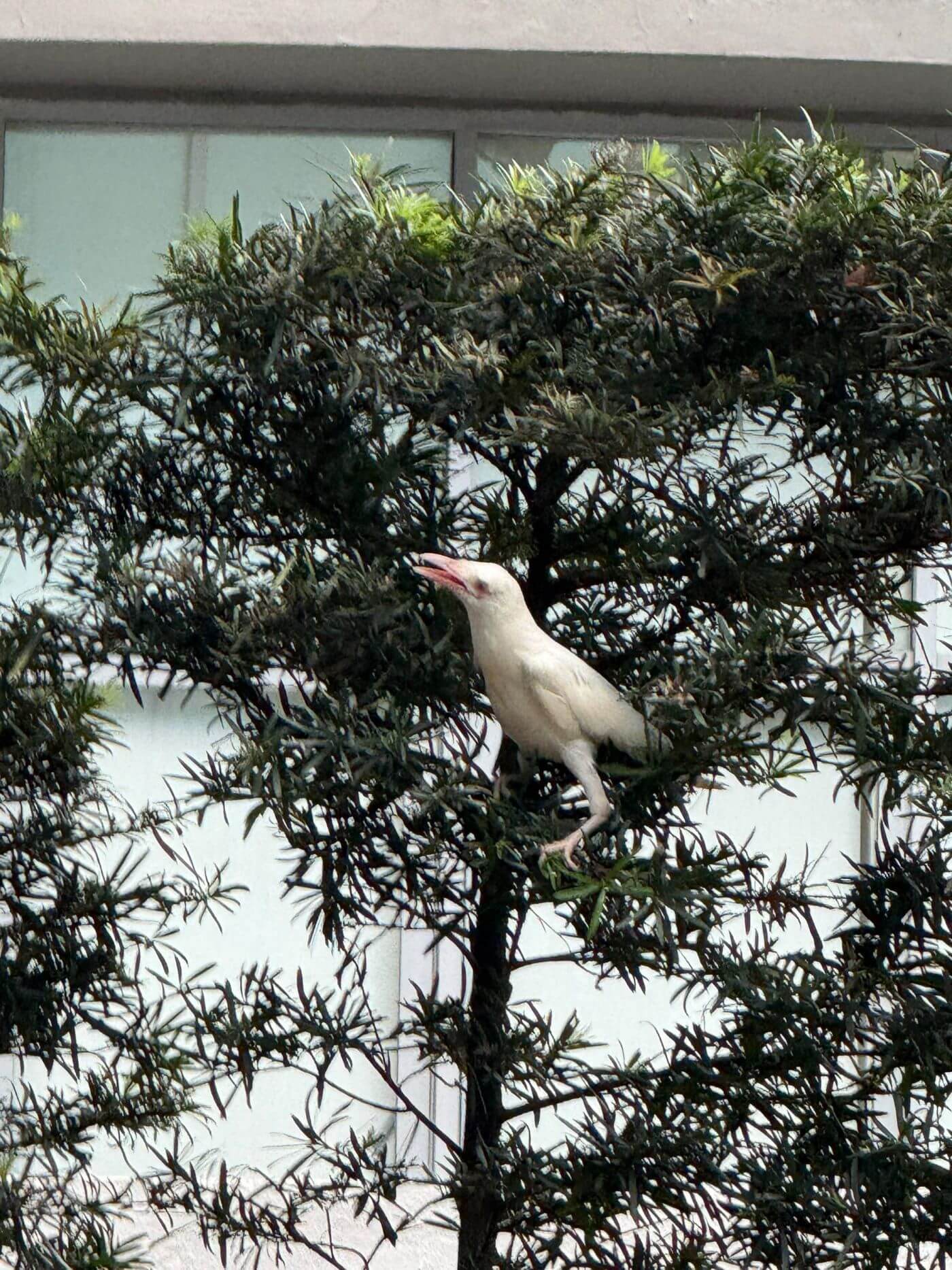 Office worker spots limping albino crow outside work, fears it may ...