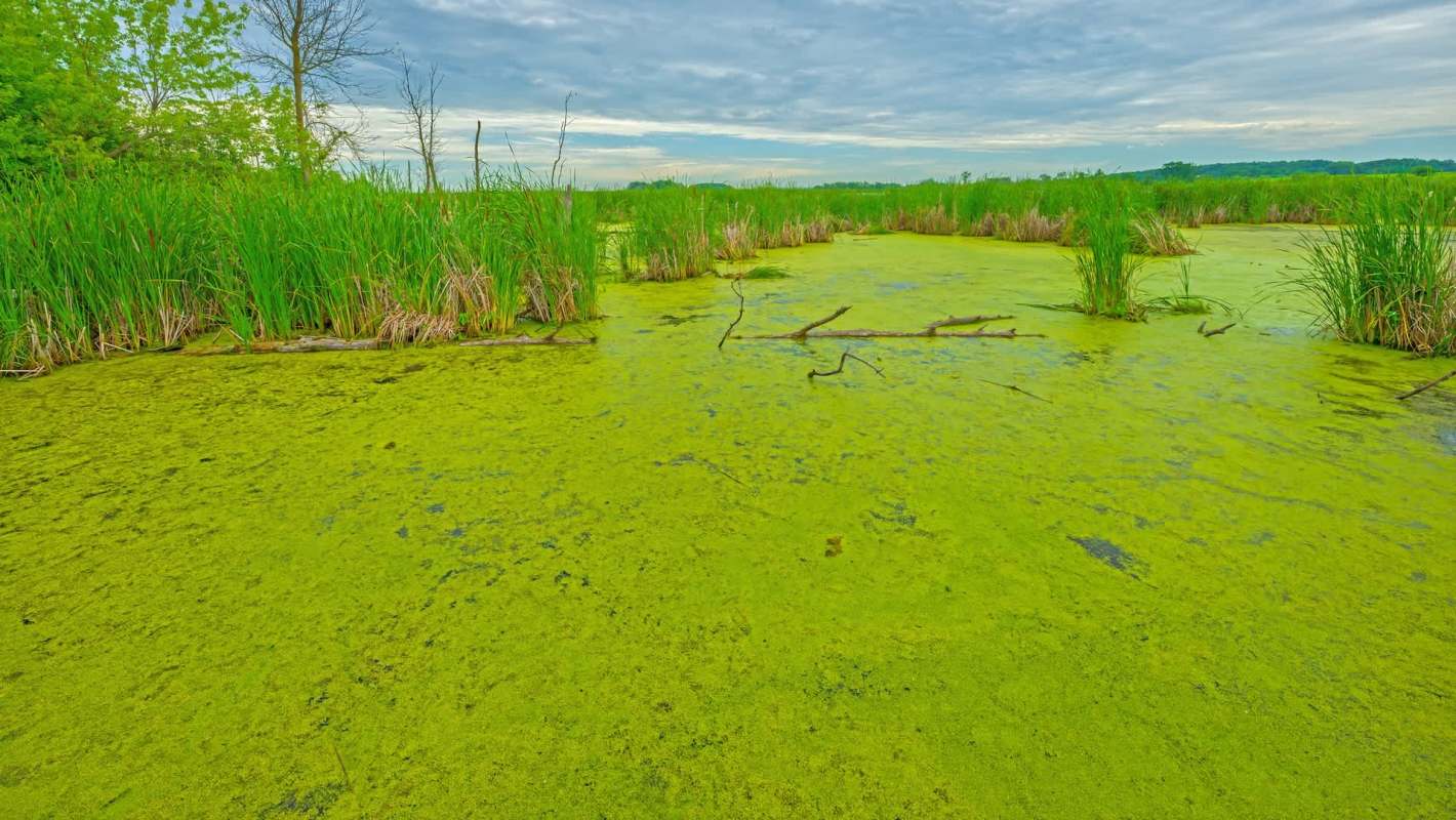 Record 2026 heat could fuel the worst toxic algae season in years: 'If ...