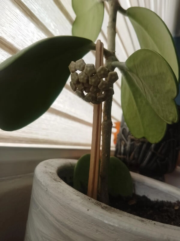 Plant owner confused by strange growth on heart-shaped plant