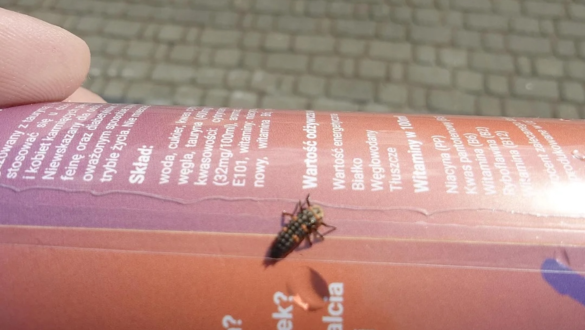 Pool owner in Poland finds hundreds of alligator-like bugs in a pool ...