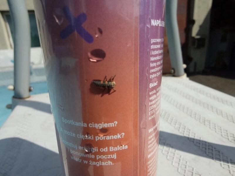 Pool owner in Poland finds hundreds of alligator-like bugs in a pool ...