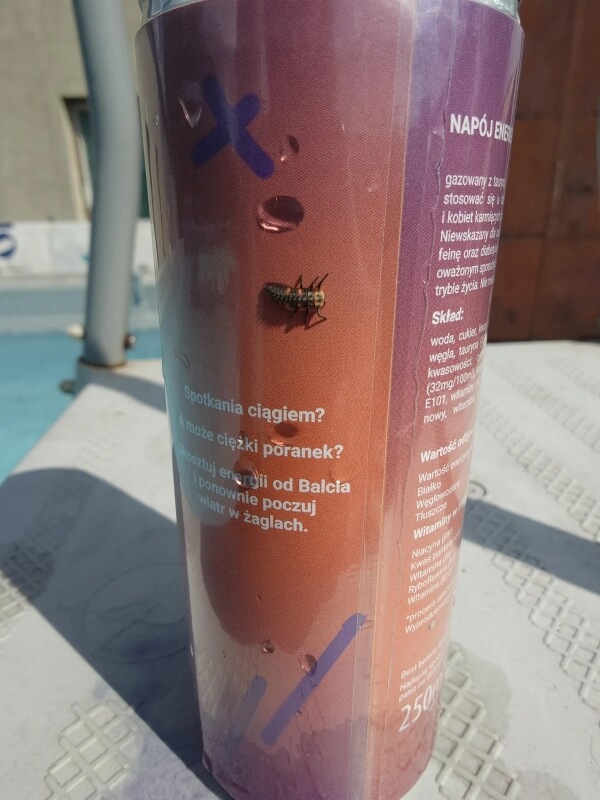 Pool owner in Poland finds hundreds of alligator-like bugs in a pool ...