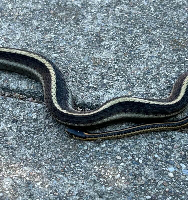 Cyclist becomes unlikely 'doula' after discovering snake giving birth ...