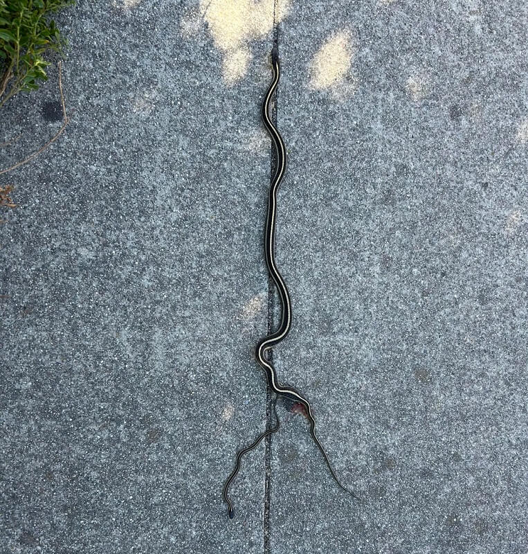 Cyclist becomes unlikely 'doula' after discovering snake giving birth ...