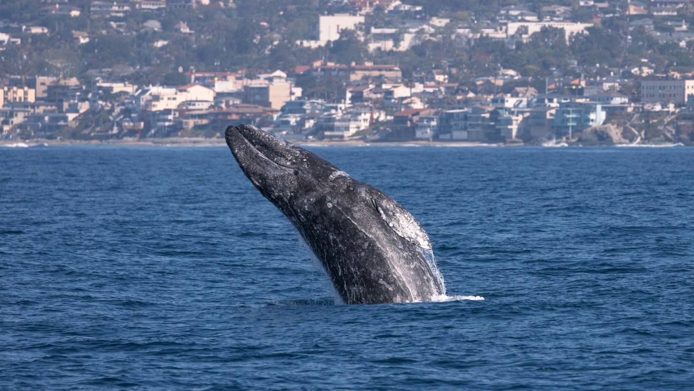 At least 51 whales have died off the West Coast already this year as ...