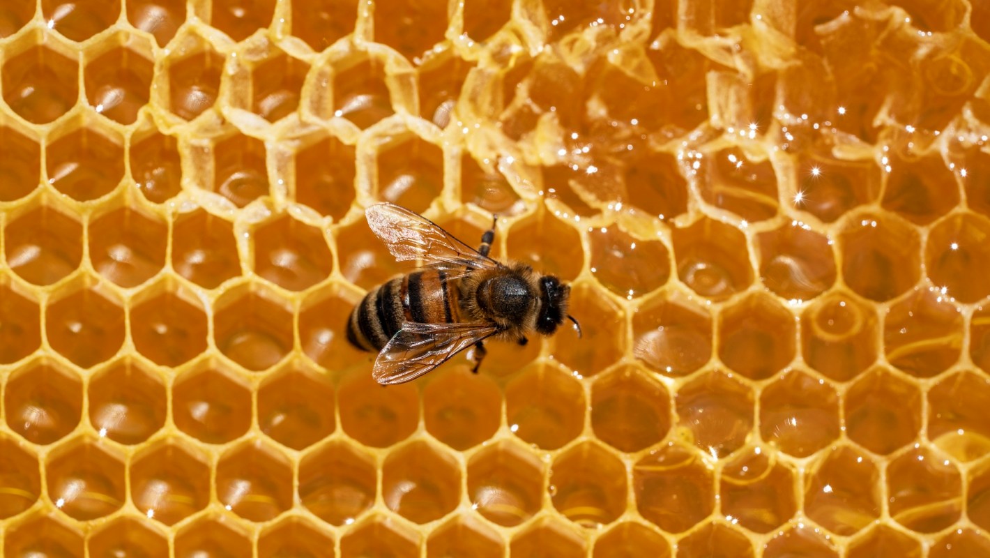 A single worker bee makes just 1/12 teaspoon of honey in her lifetime ...