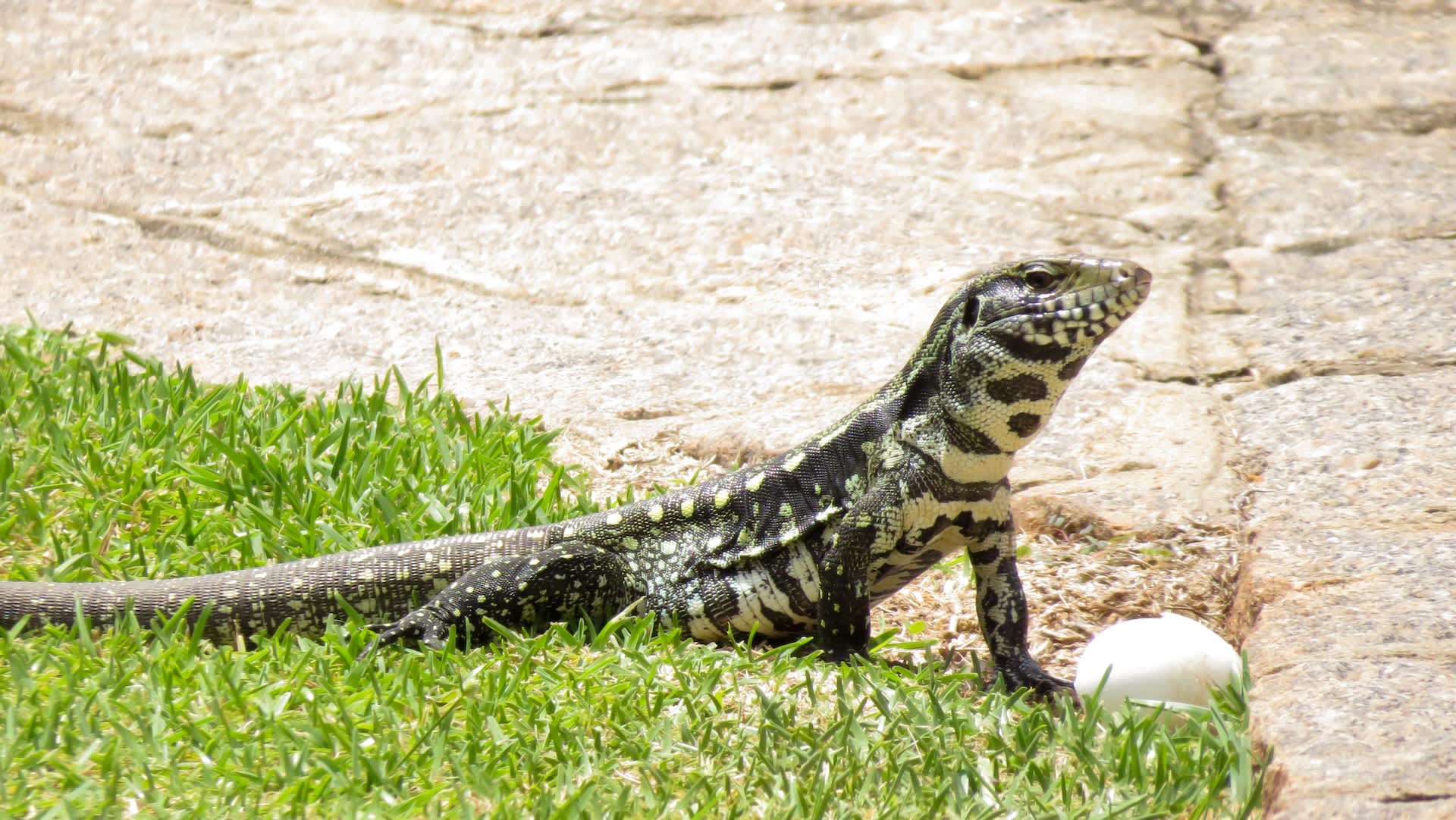 Georgia warns giant invasive lizards are spreading, devouring eggs of ...