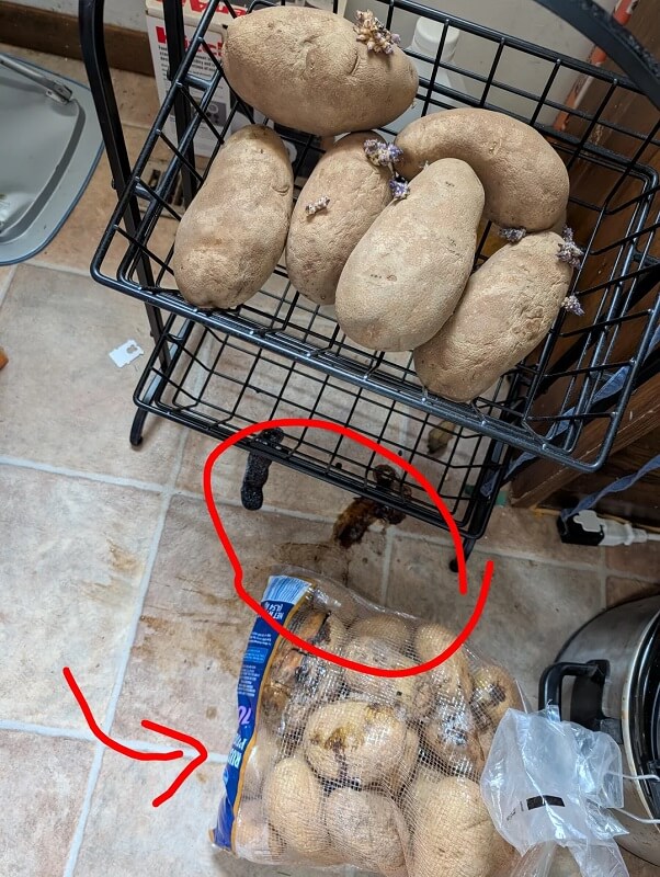 Composter grossed out by leaking potatoes learns they are exactly what ...