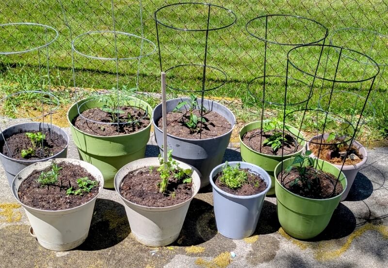 Person nearing 1 year sober shows the garden that helped get them there
