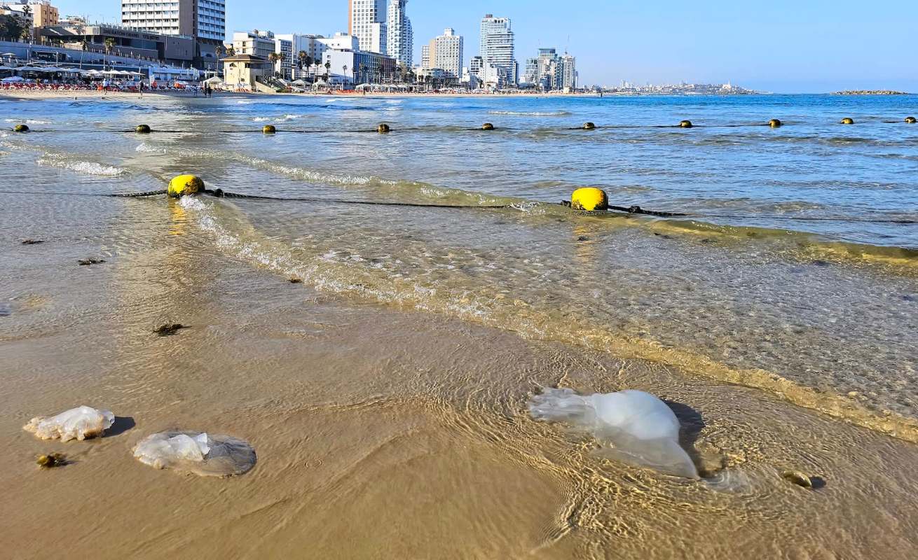 Orange swimming alert goes up as jellyfish crowd Israeli waters and ...