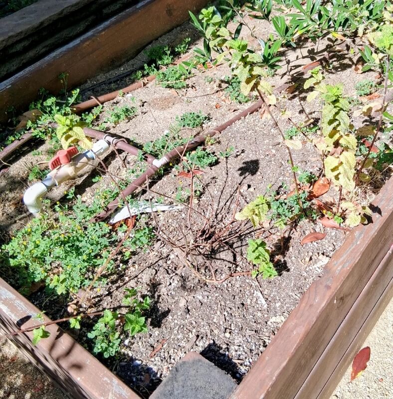 Photo of mint planted in raised bed has gardeners begging the family to ...