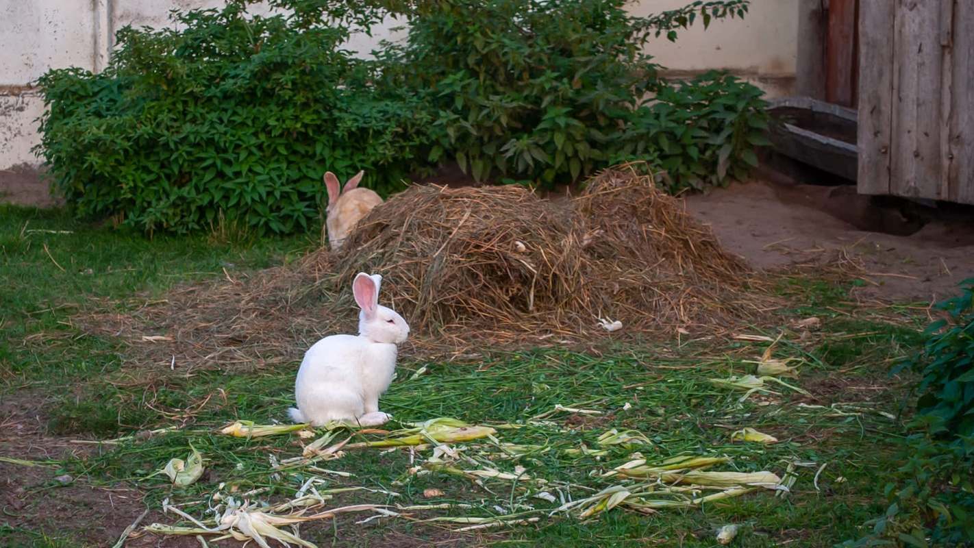 Farmer asks if raising rabbits is worth it, and owners say the real win ...