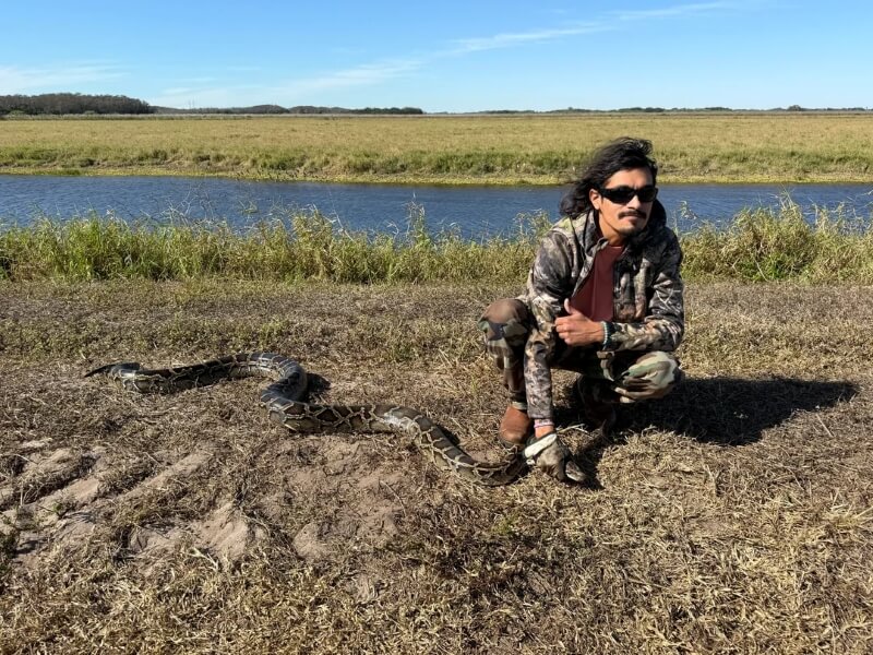 Florida contractor snags 10-foot Burmese python driven from the brush ...