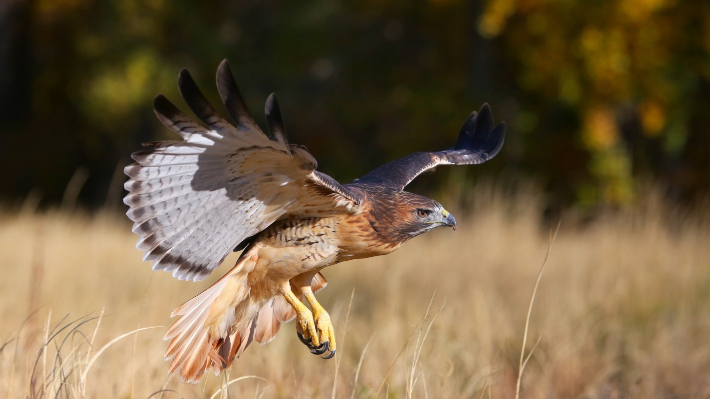 Woman reviewing eagle photo discovers she accidentally captured ...