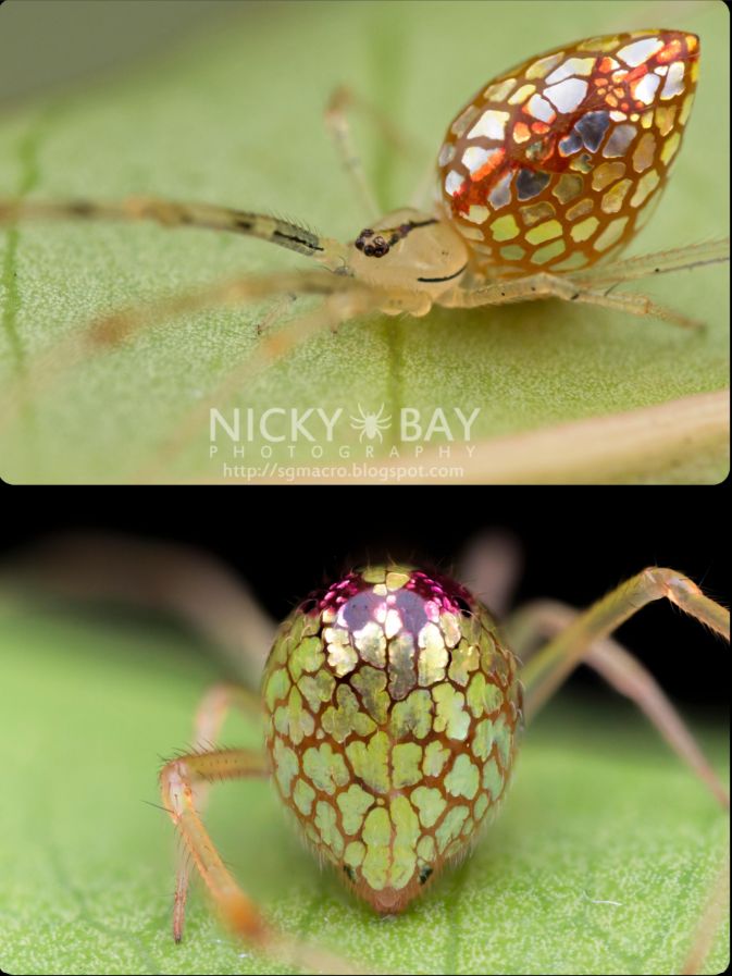 Tiny 'mirror-ball' spiders hide in plain sight with crystal patches ...