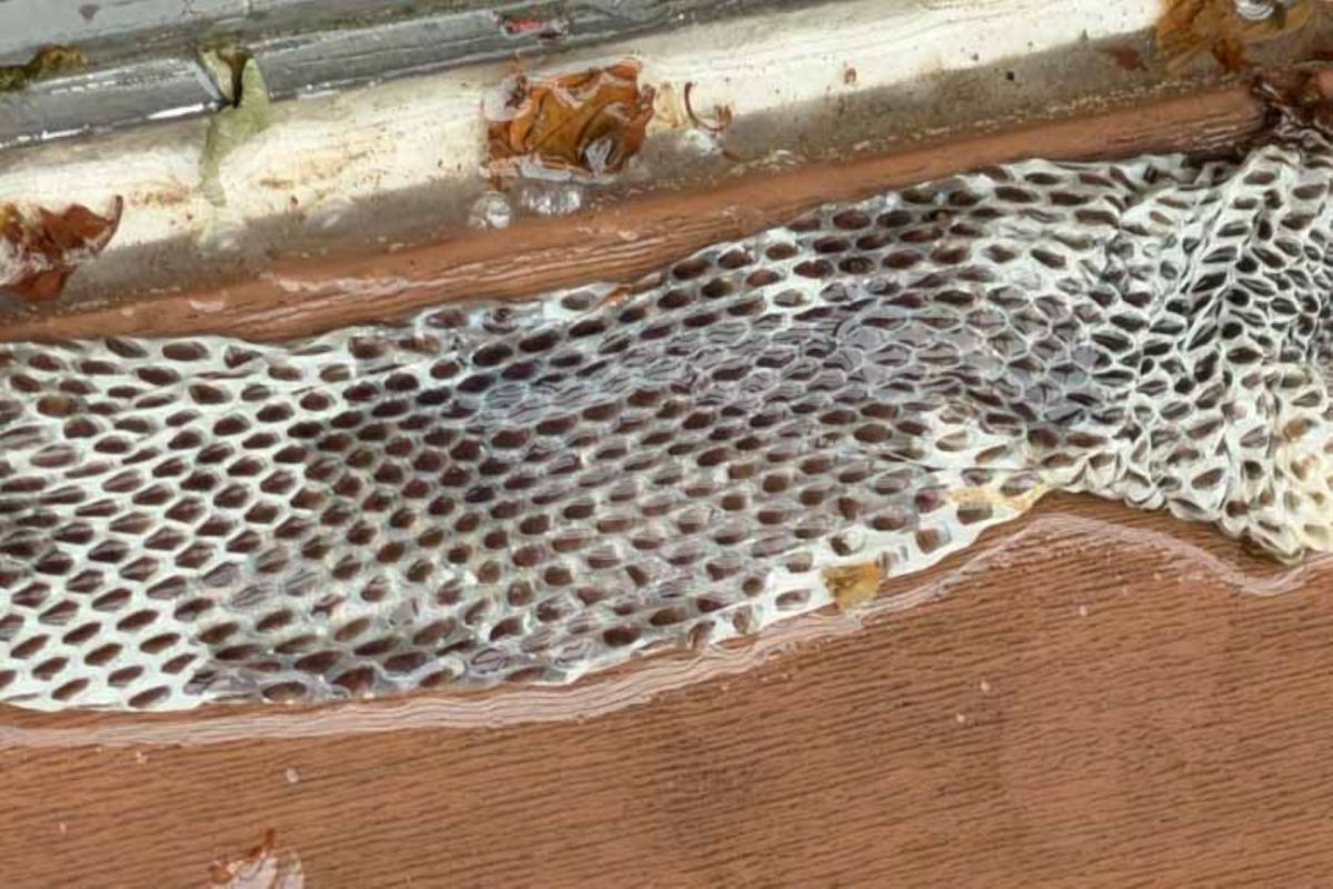 Snake skin on a balcony sparks one unsettling question for Reddit