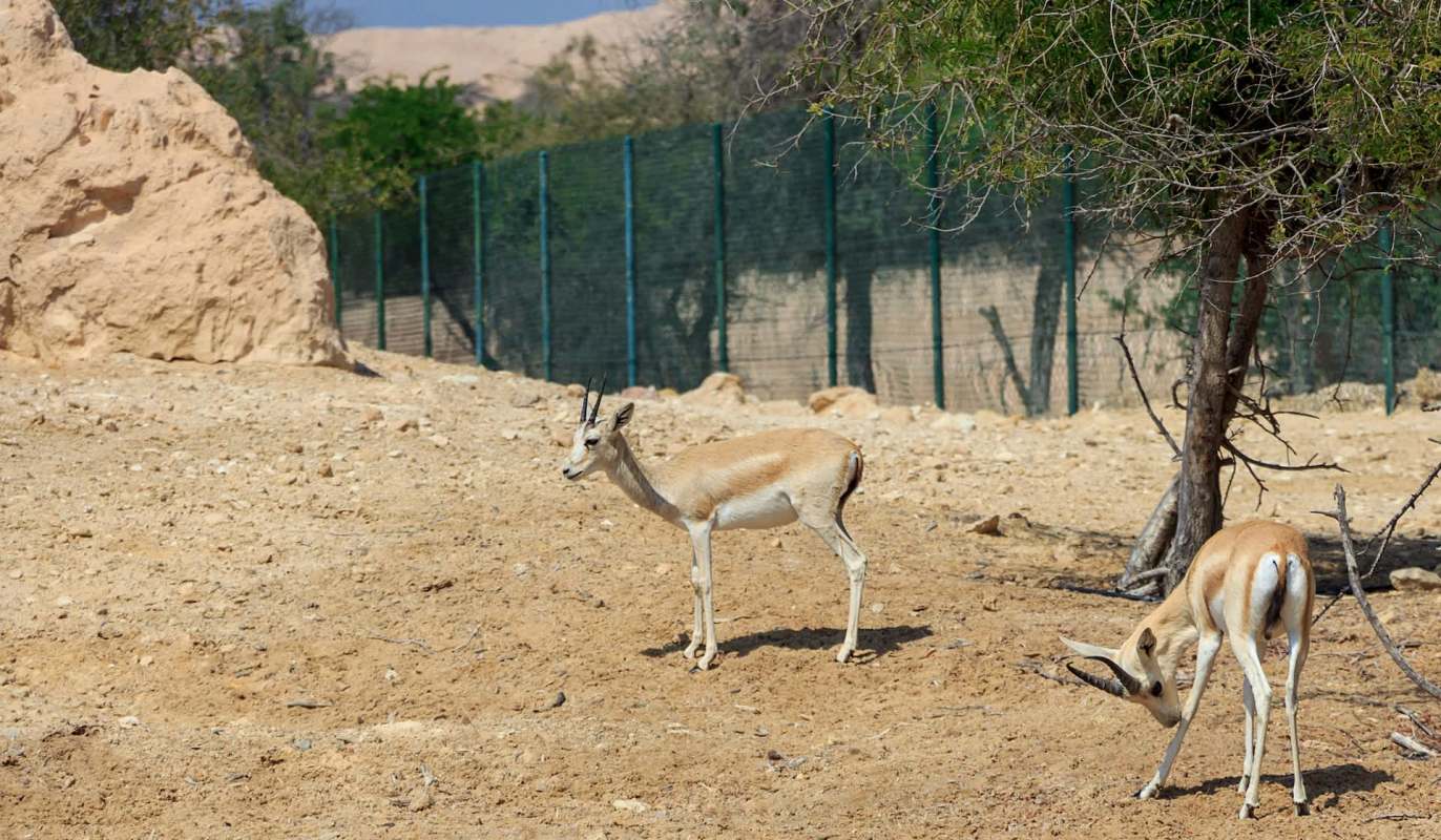 Saudi Arabia reports more than 40 wild gazelle births in early sign of ...