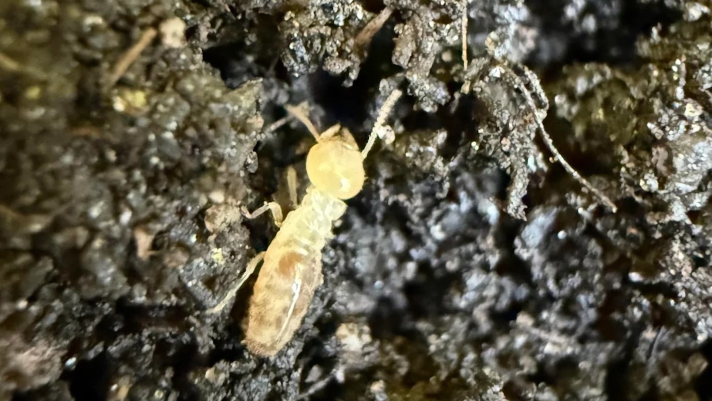 Gardener throws out termite-infested manure after learning cow waste ...