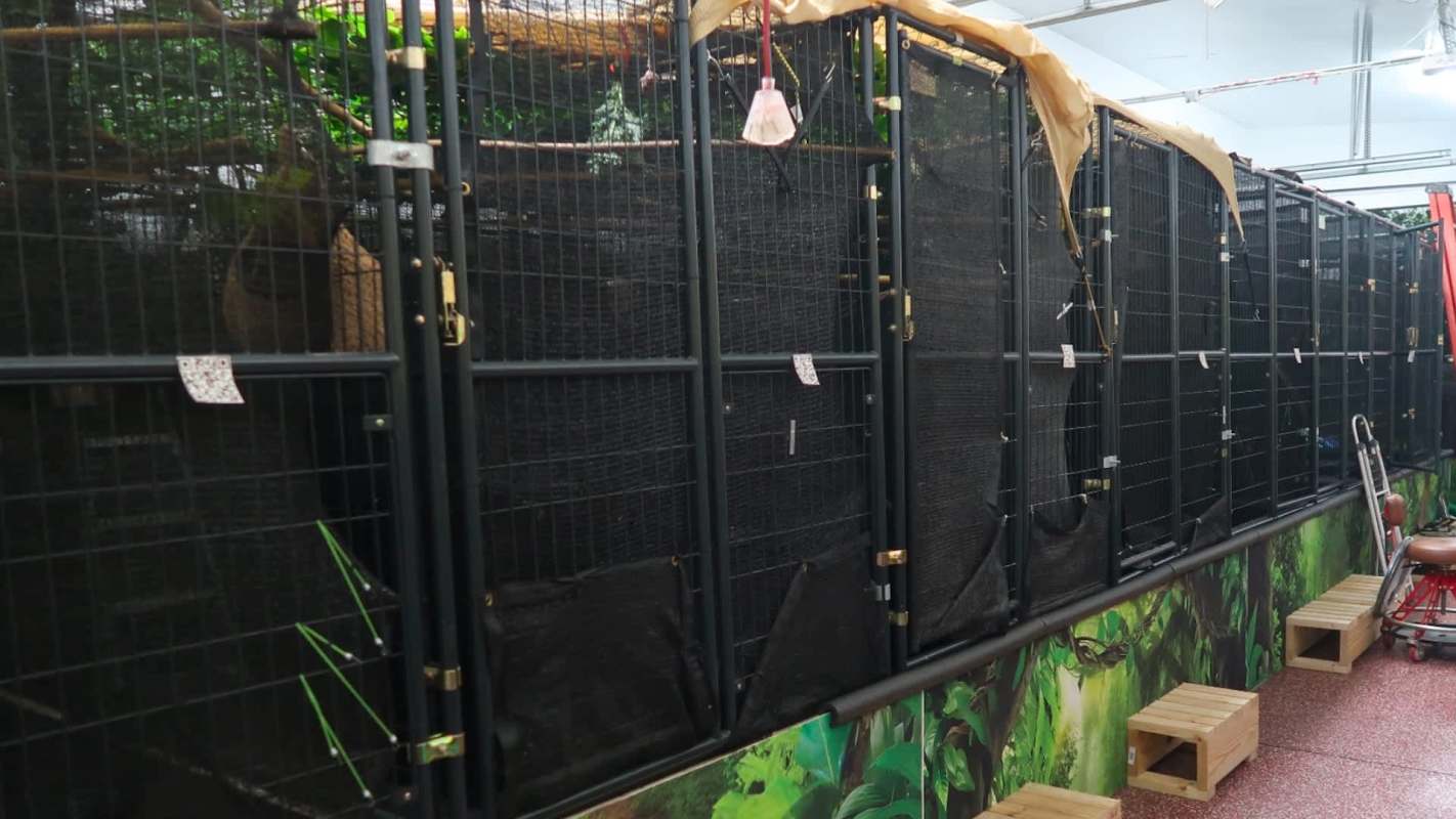 Several sloths die in Florida, exposing the illegal pet trade's hidden ...
