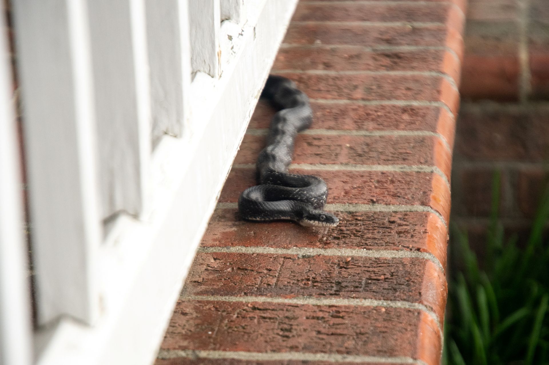 Experts say one overlooked home flaw may be driving surge in snake ...