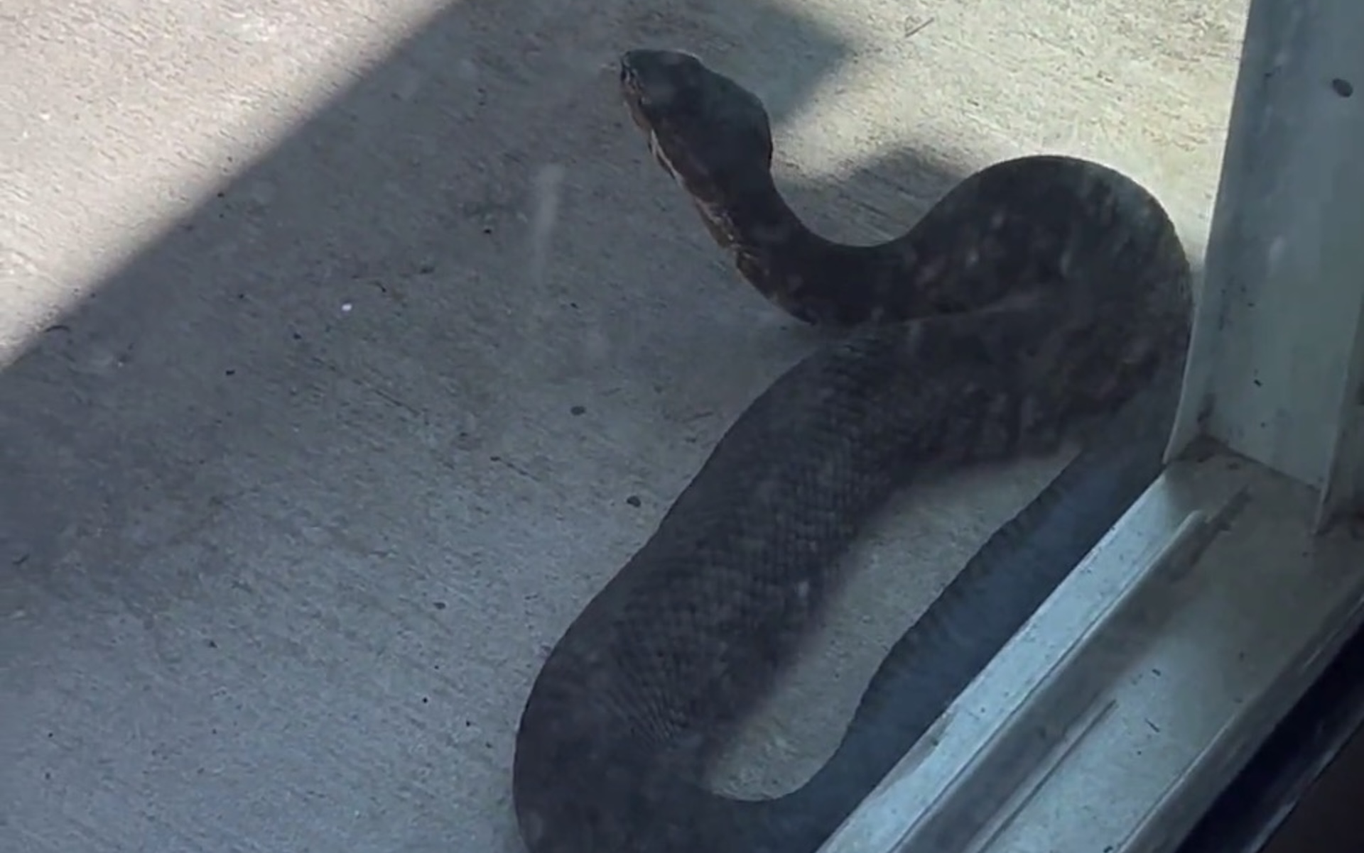 Homeowner relieved to get answers after mysterious snake camps out ...