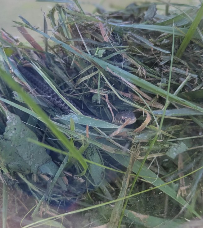 Mom asks for backup after daughter begs to keep tiny rescued snake ...