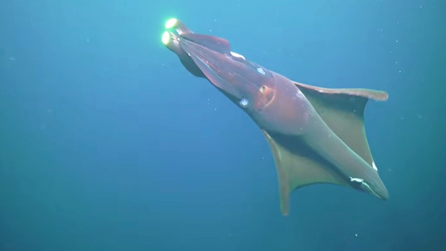 Legendary giant squid turns up in deep canyons off Western Australia as ...