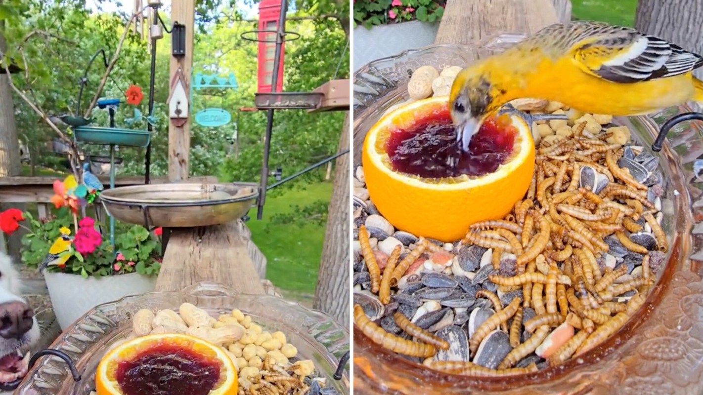 'Martin's back': Squirrel returns to backyard feeder for his jelly fix ...