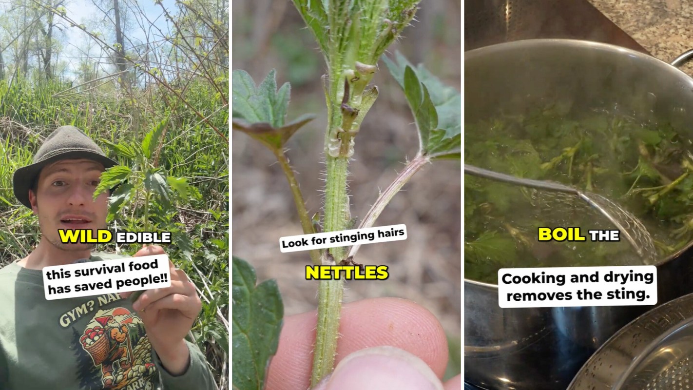 Most people avoid this stinging plant, but one quick boil turns it into ...