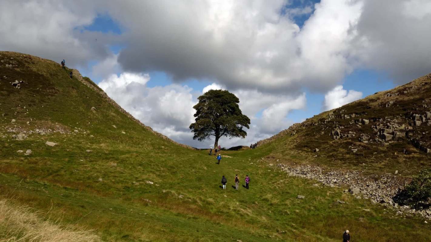 Beloved tree cut down by vandals will 'speak' again through new public ...