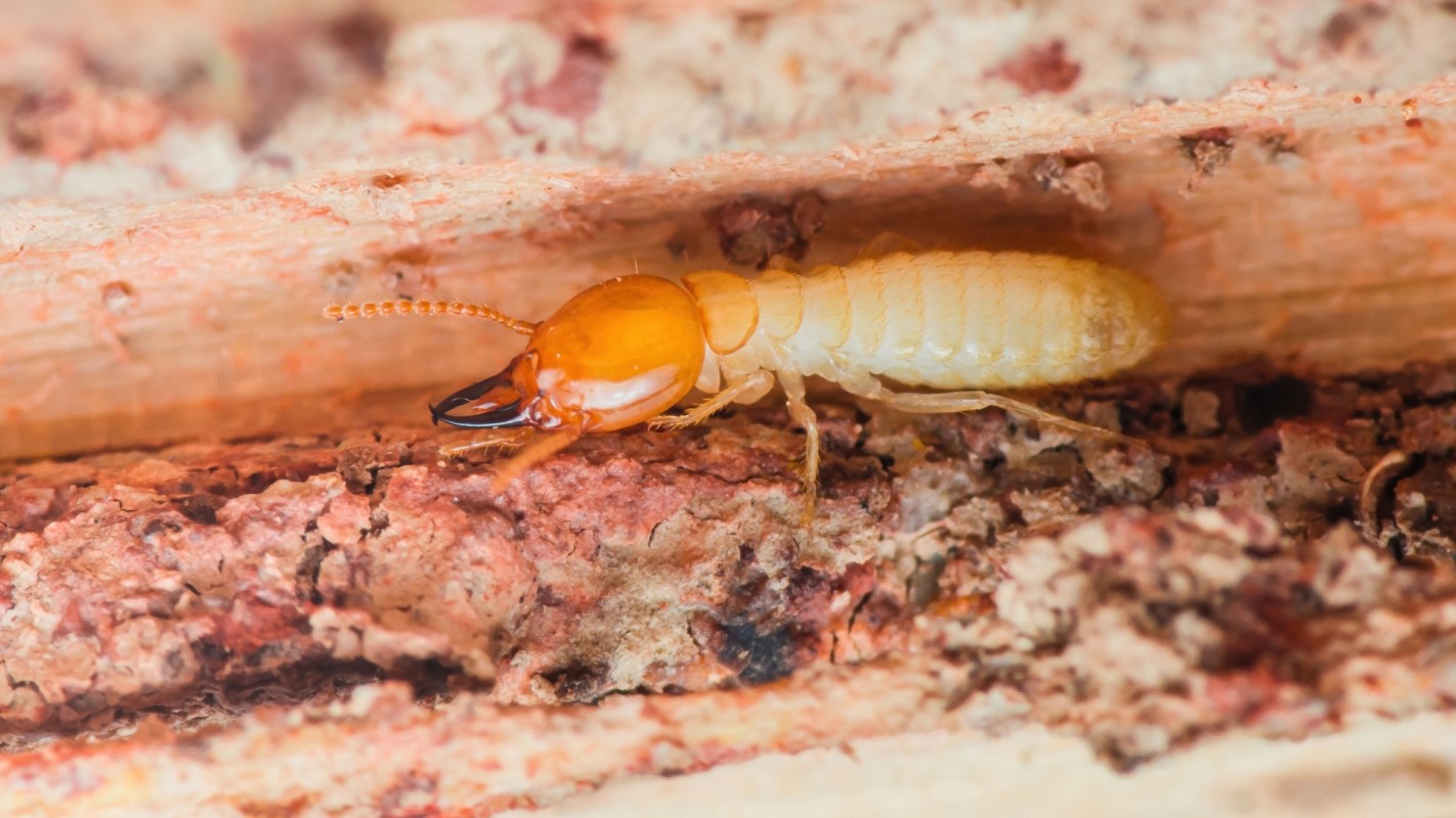 Invasive termites have spread far beyond South Florida, and one may ...