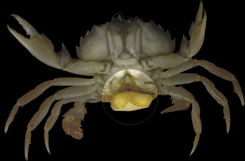 Parasitic barnacle castrates male crabs and permanently feminizes them ...