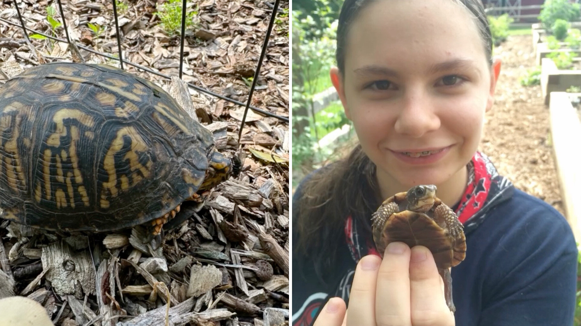 Gardener nearly runs over hidden box turtle and urges others to scan ...