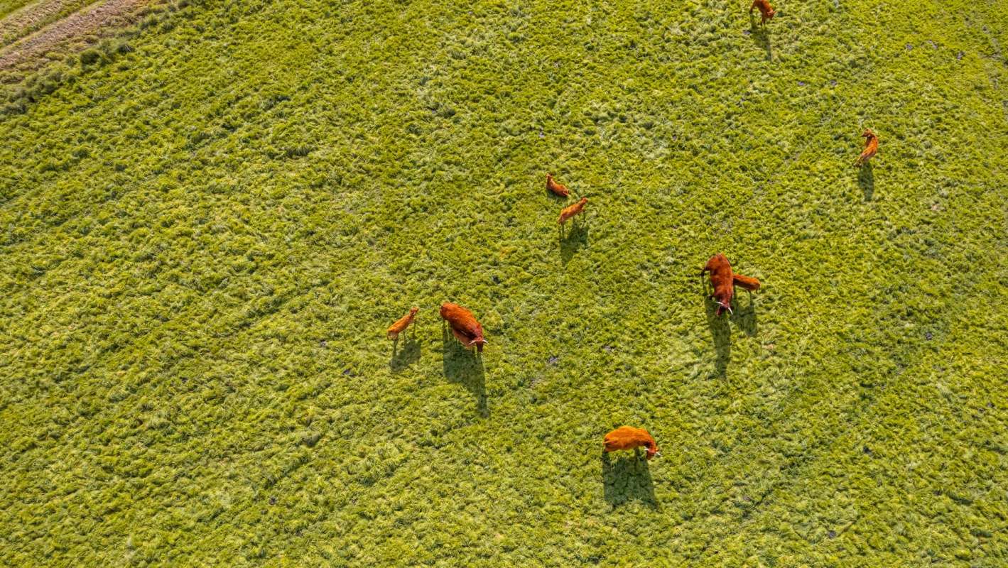 America's cattle herd sinks to a 75-year low as beef prices head even ...
