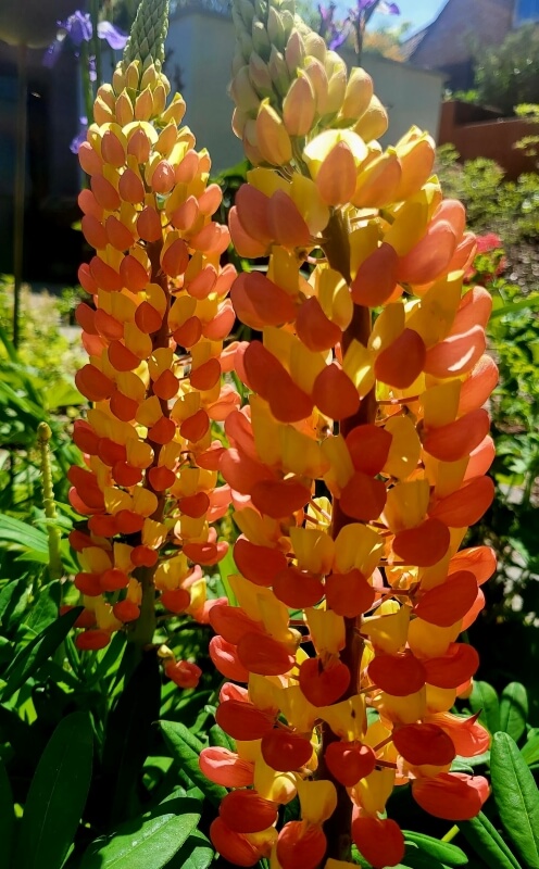 Gardener's fiery 'gladiator' plant stops flower lovers in their tracks