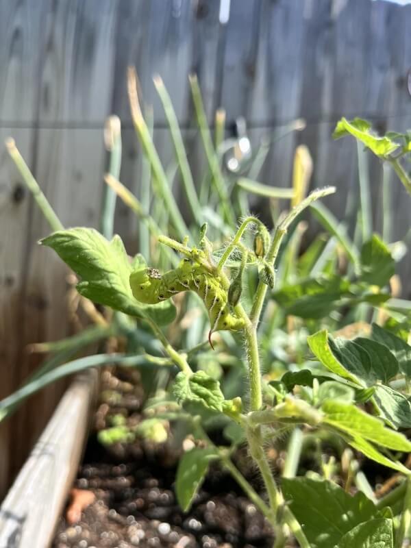 Gardener asks if huge hornworm is venomous, and learns it can defoliate ...