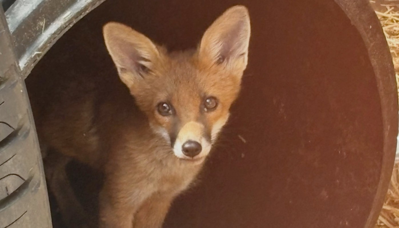 Heat wave is pushing wildlife into critical condition, and two backyard ...