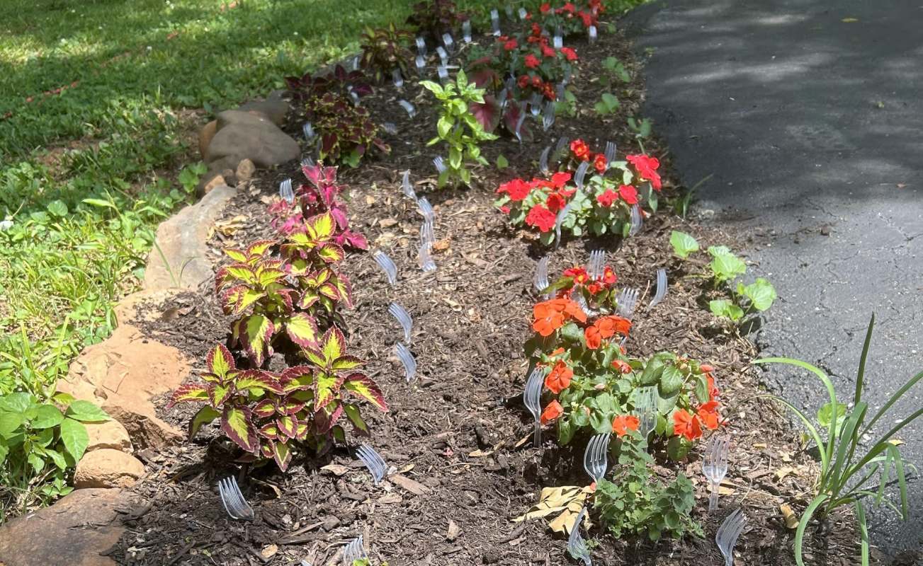 Sweet old lady's fork-covered garden looks absurd, but squirrel-weary ...